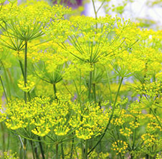 Fennel Bitter Essential Oil – Products Directory | Massage Magazine