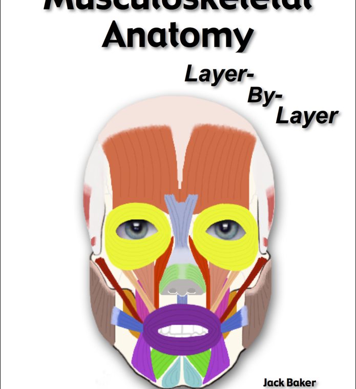 Musculoskeletal Anatomy: Layer-By-Layer – Products Directory | Massage ...