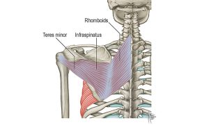 The Secret Serratus Society: Free the Breath Under the Shoulder