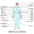 Provide More Relief from Pain with CranioSacral Therapy
