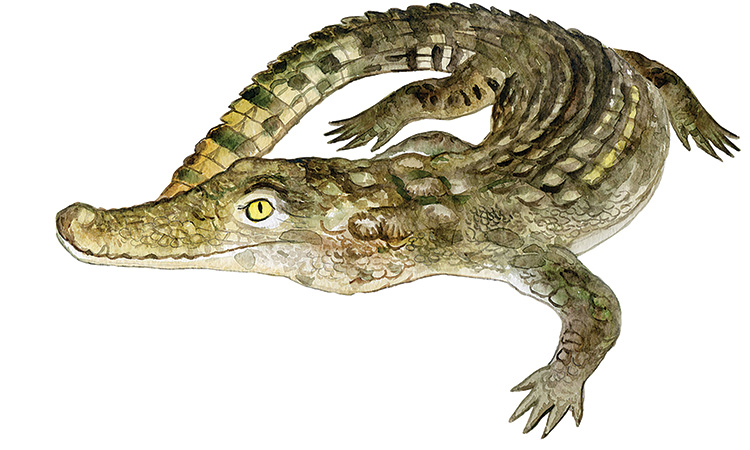 Alligator Sway: Undulation Restores Myoskeletal Flexibility