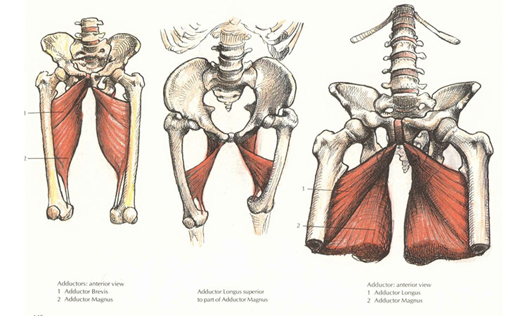 The Adductor Muscles: Thomas Myers Offers a New Approach