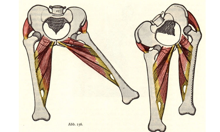 The Adductor Muscles: Thomas Myers Offers a New Approach