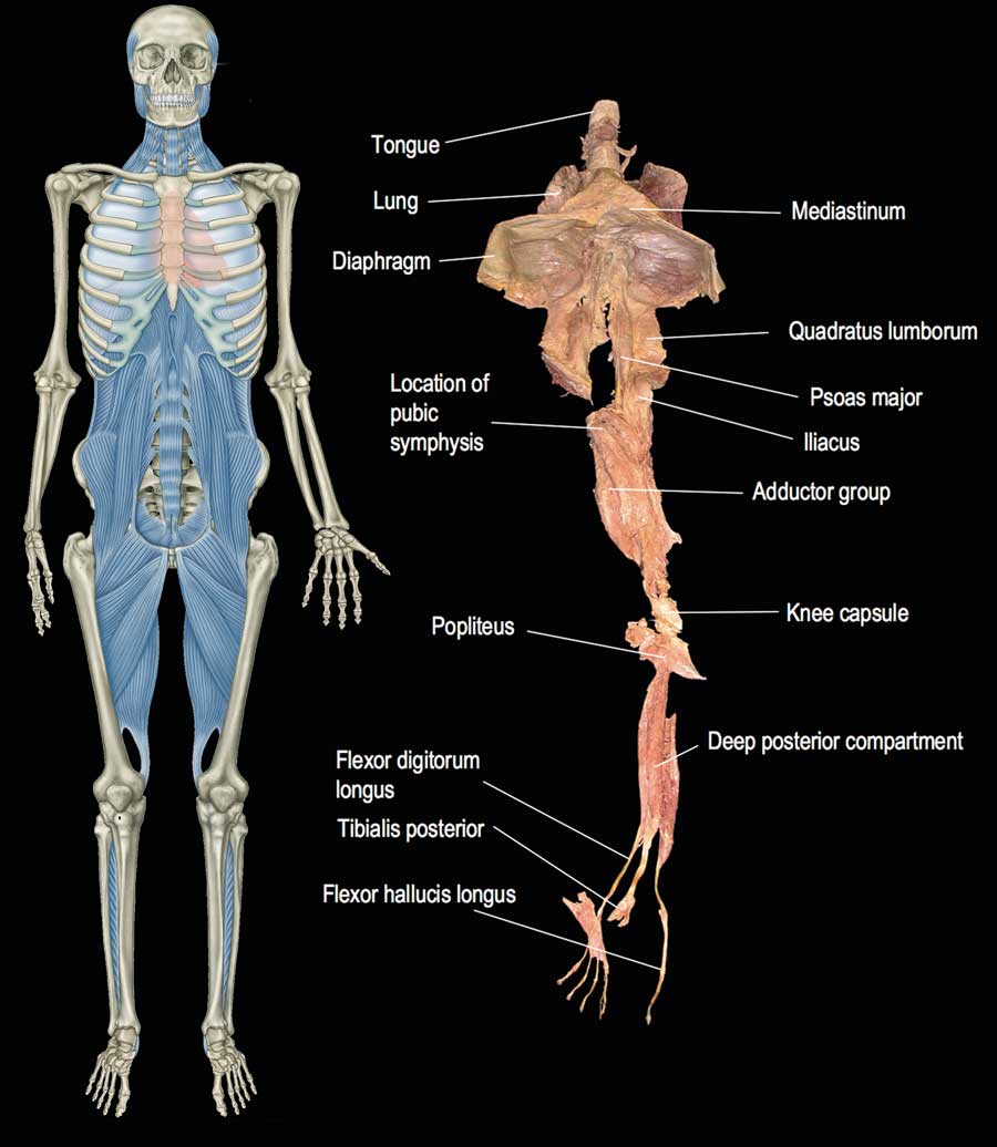 Core Massage: Tom Myers Offers an Elongated Definition